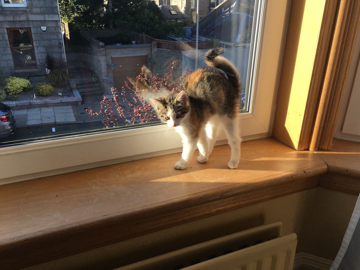 Cat photos – rachel.blog