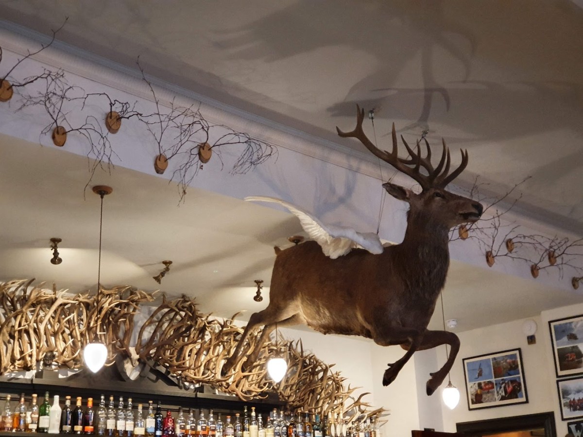 Celebration at the Flying Stag and more swimming – rachel.blog
