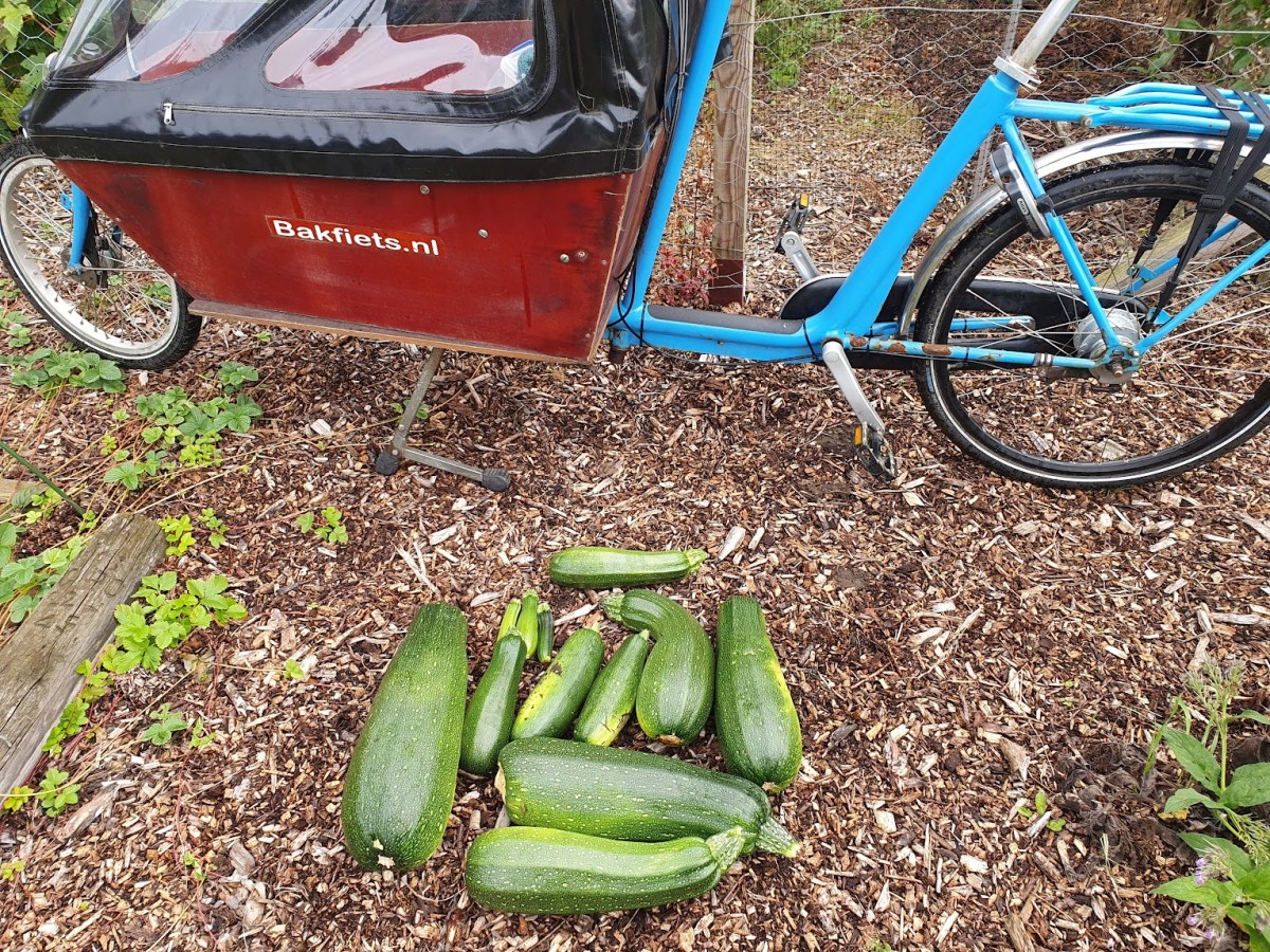 Giant courgettes – rachel.blog